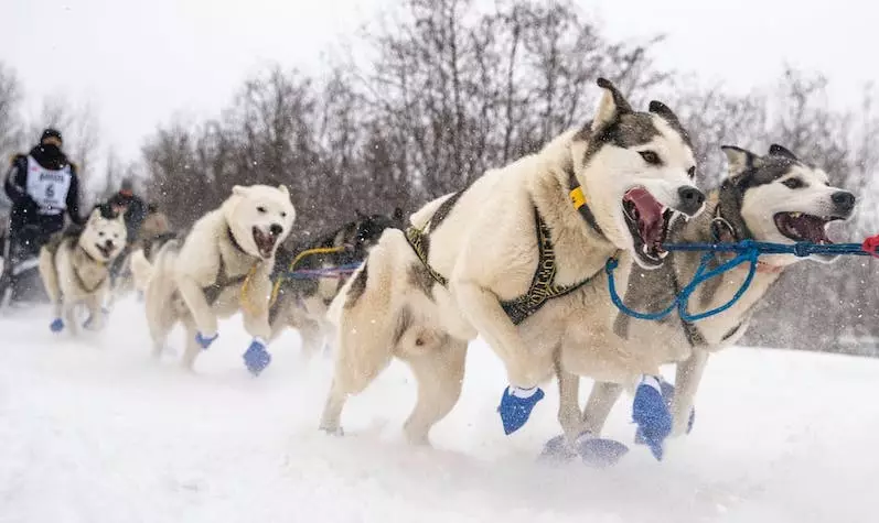 Unha vez que comeces a mushing, non hai volta atrás