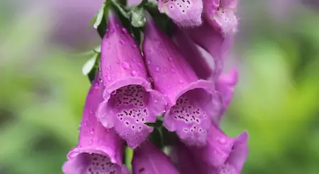 Comment planter un jardin comme celui d'Emily Dickinson 15251_2