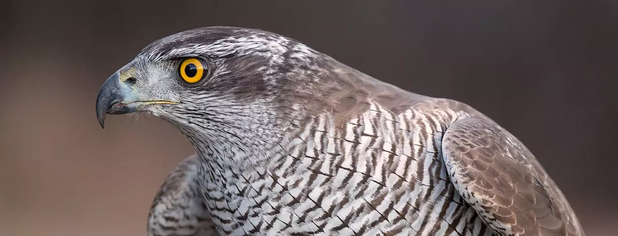 Falconry sebagai terapi