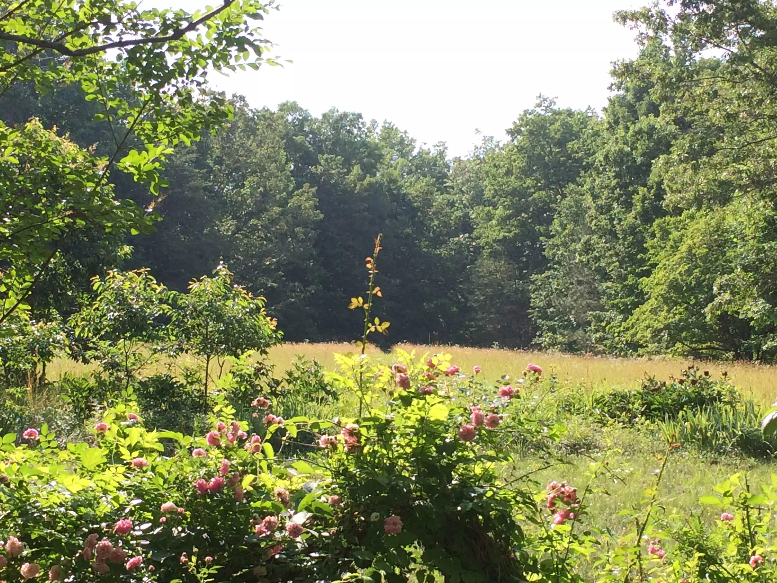 Wie man mit einem Hund an der Seite tief im Wald schreibt 2615_2