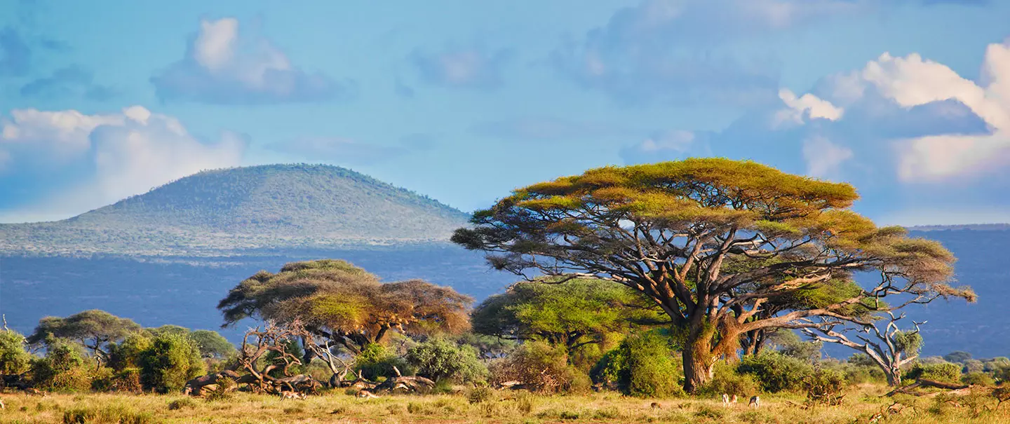 Hoe in bosk te iten: yn twa bidriuwen