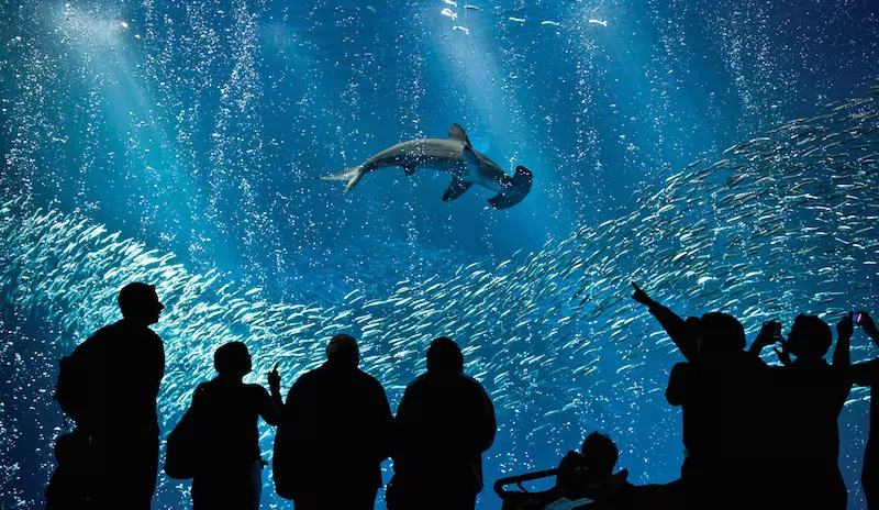 Meine Mutter, Monterey und die gespenstische Schönheit der Aquarien