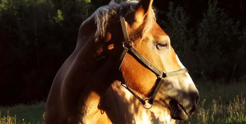 Boeken die de band tussen paarden en ruiters laten zien