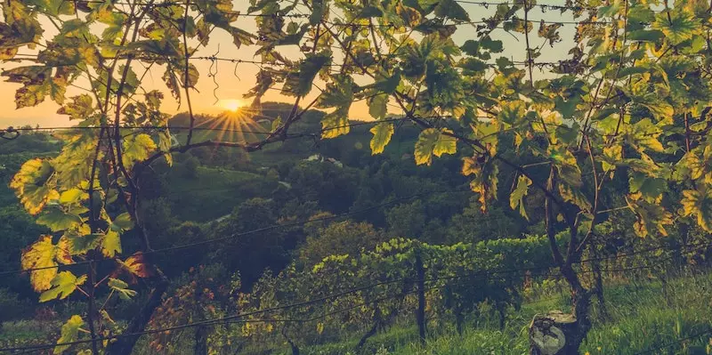 "Os viños probaron vivos". Visitando unha icona da vinificación natural en Eslovenia