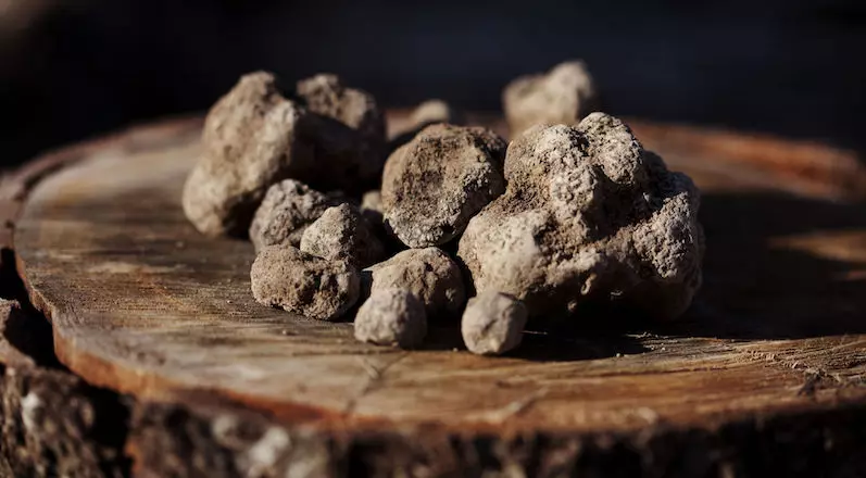 The Primordial Pull of the Truffle, that "Holy of Holies"