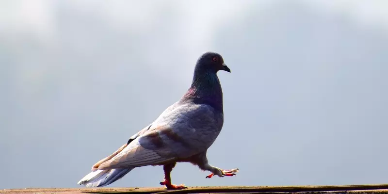 Rat ak zèl oswa zwazo mèvèy? Rosemary Mosco sou zwazo ki pi mal konprann nan mond lan