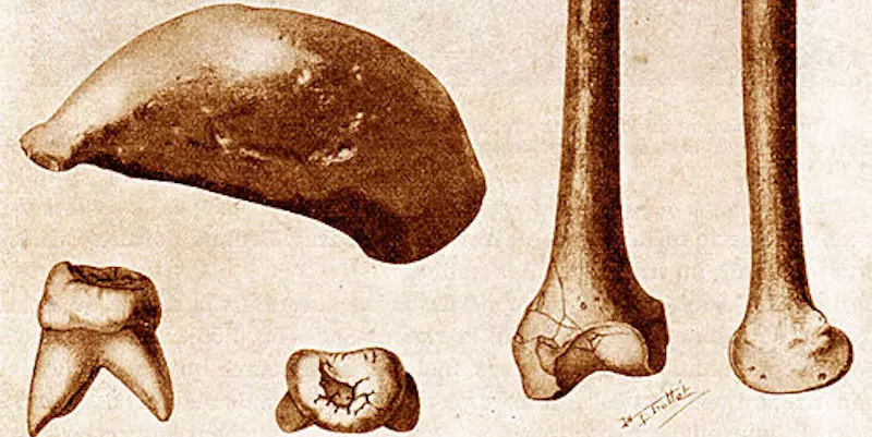 Yuav Ua Li Cas Homo erectus Yog, thiab Tsis Yog, Zoo li Tib Neeg Niaj Hnub No